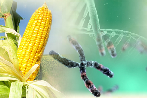 No hay evidencia científica sobre daños a la salud por los OGM ...